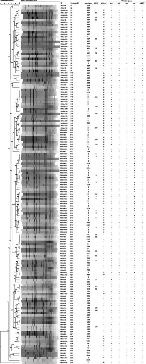 Pfge Typing Spa Typing Sccmec Typing Mlst Typing 36 Strains Only