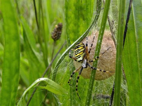 Wespspin Met Cocon Van Vroegevogels Vroege Vogel Vogels Dieren