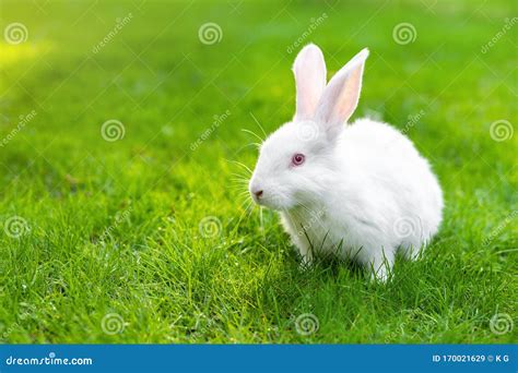 Cute Adorable White Fluffy Rabbit Sitting On Green Grass Lawn At