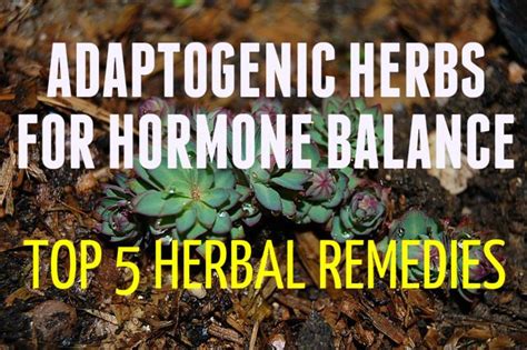Adaptogenic Herbs For Hormone Balance Top 5 Herbal Remedies