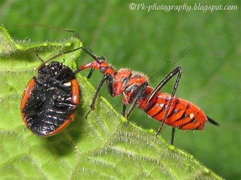 Assassin Bugs Nature Cultural And Travel Photography Blog