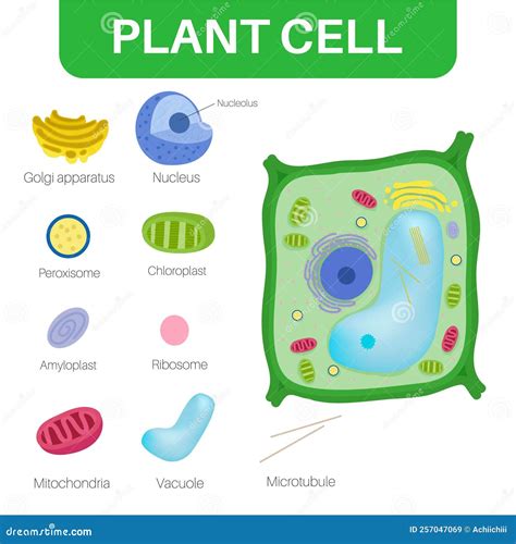 Plant Cells Are Eukaryotic Cells Stock Vector Illustration Of Botany
