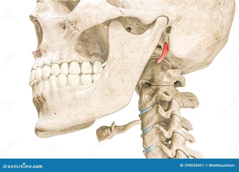 Temporal Styloid Process In Red Color 3d Rendering Illustration