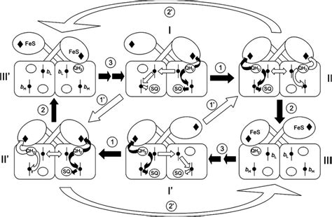 Model Of Half Of The Sites Activity In The Dimeric Bc 1 Complex Download Scientific Diagram