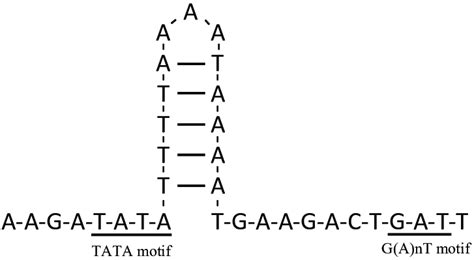 Predicted Stem Loop Structure With The Tata Motif And Ga N T Motif In