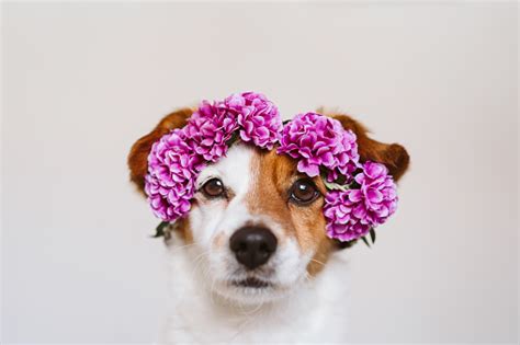 꽃의 보라색 화환을 입고 집에서 아름다운 잭 러셀 개 봄과 라이프스타일 컨셉 잭러셀테리어에 대한 스톡 사진 및 기타 이미지 잭러셀테리어 0명 가정 생활 Istock