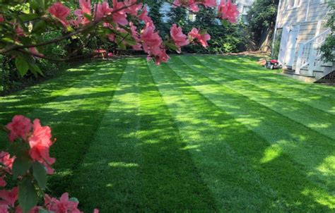 What Are The Best Grass For Shade In Texas Texas Az