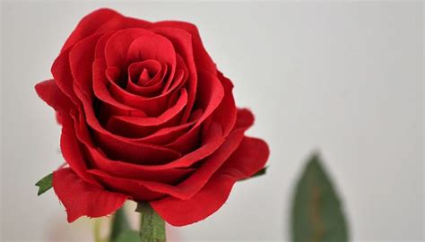 Beneficios Y Propiedades De La Rosa Gu A Completa