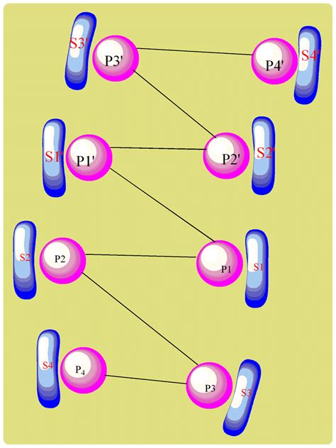 Schematic Representation Of Hiv1 Pr Substrate Complex Download