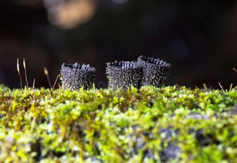 The Wonderful Mushrooms Cyathus Striatus Stock Image Image Of Green Beauty 315910673