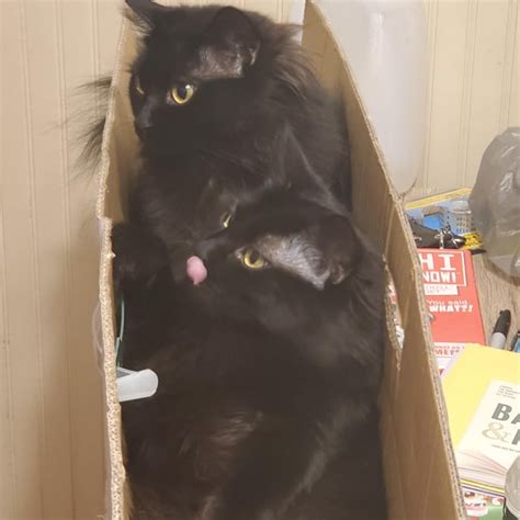 Pico And Hank Fusion R Fridaynightfunkin