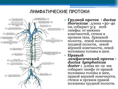 Лимфатическая система - презентация онлайн