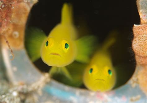 ミジンベニハゼ by hiyo65 ID435389 写真共有サイト PHOTOHITO