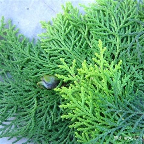 Oriental Arborvitae Extract
