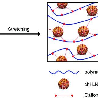 Schematic Illustration Of The Proposed Interactions Between Hybrid LNPs