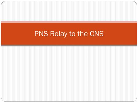 Solution Anatomy Physiology Ch 13 Peripheral Nervous System Studypool