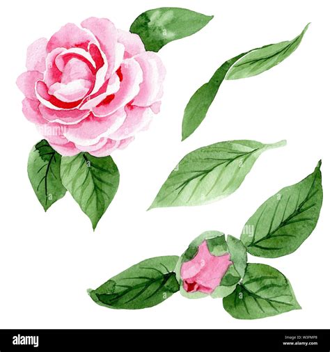 Pink Camellia Floral Botanical Flowers Watercolor Background