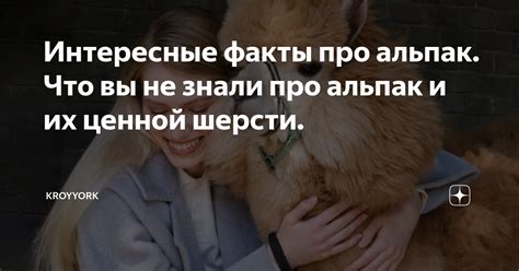 Интересные факты про альпак Что вы не знали про альпак и их ценной