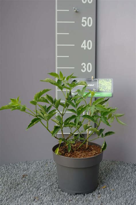 Sambucus Nigra Golden Spark Goedkopeolijfbomen Nl
