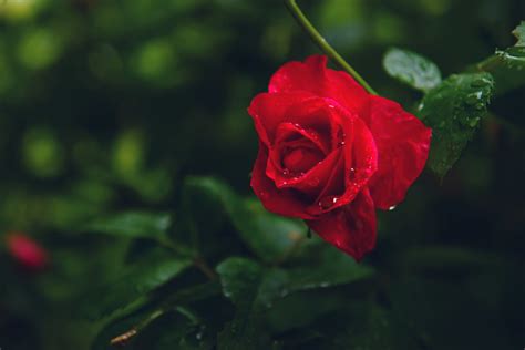 이슬 방울에 주홍색 장미의 꽃꽂이 일광에 반짝임 녹색 보케의 배경에 클로즈업 꽃 배경의 개념 선택적 소프트 포커스 복사 공간