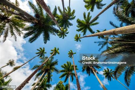 리우데자네이루 브라질의 아름다운 푸른 하늘이 있는 로얄 야자수 잎 리우데자네이루에 대한 스톡 사진 및 기타 이미지 리우데자네이루 식물원 잎 Istock