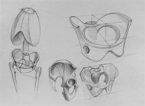 Anatomy Of The Pelvis For Artists Eroppa