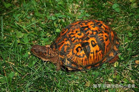乌龟种类大全之泽龟科科普介绍，一文搞懂泽龟科所有龟种分类 知乎