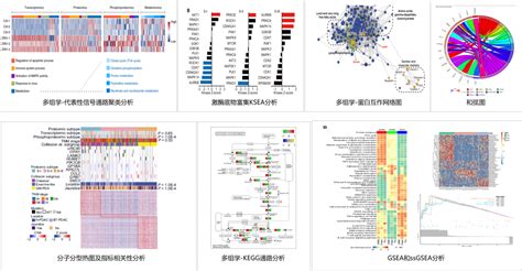 新学期，新报告，新形象——蛋白组学分析报告全新升级