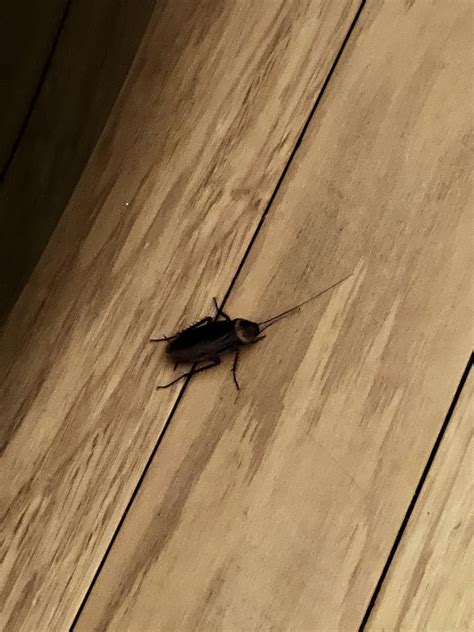 Roach Or Water Bug R Bugidentification