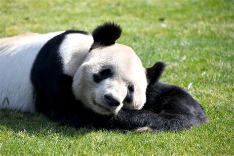 もうすぐお別れ！ アドベンチャーワールドの「16頭の子だくさんパンダ」永明の素顔 デイリー新潮