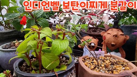 인디언벨 보탄이찌게 분갈이 흙배합 꽃향기야생화 Youtube