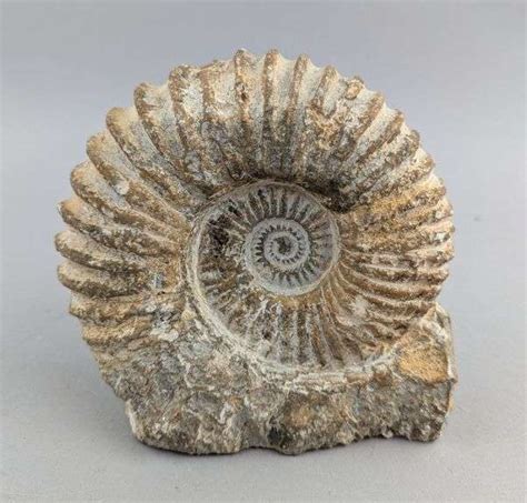White Ammonite Fossil From Cretaceous Age Found In Agadir Morocco 5 5 X 5 5 Mayo Auction