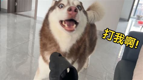 哈士奇喜欢在死亡的边缘反复横跳 YouTube