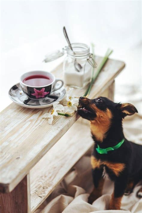 Can Dogs Eat Boba A Vets Opinion Vetnoms