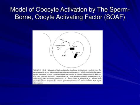 Ppt Fertilization Part 3 Sperm Oolemma Fusion And Oocyte Activation