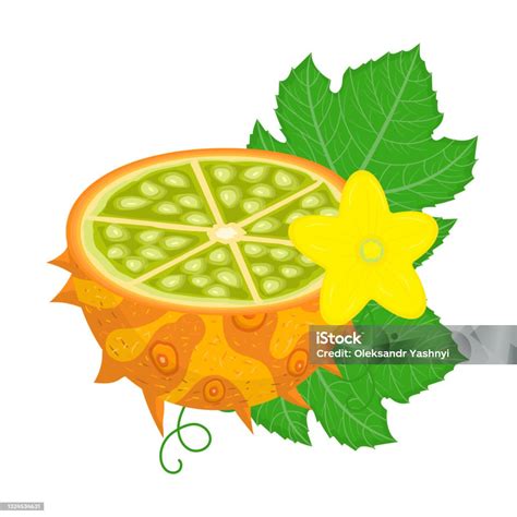 신선한 반 컷 노란 키와노 과일을 잎과 흰색 배경에 고립 된 꽃 건강한 라이프 스타일을위한 여름 과일 유기농 과일 만화 스타일