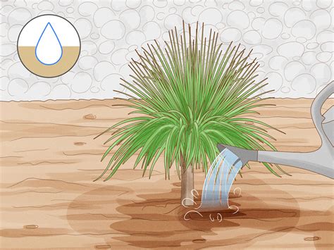 How To Prune Yucca Plants Simple Grooming Tips
