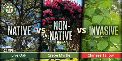 Not Native Là Gì Tìm Hiểu Nghĩa Ví Dụ Câu Và Cách Sử Dụng
