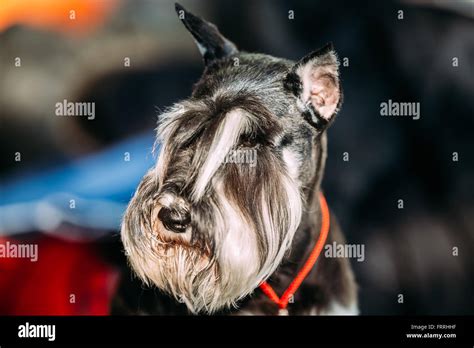 Lange Augenbrauen Stockfotos Und Bilder Kaufen Alamy