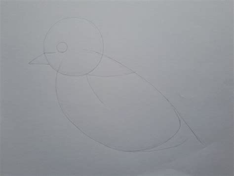 The Definitive Guide To Drawing A Realistic Bird Muus Art