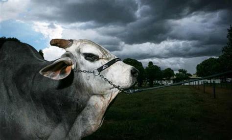 Vaca Loca En Brasil Confirman Dos Casos Y Suspenden La Exportación De