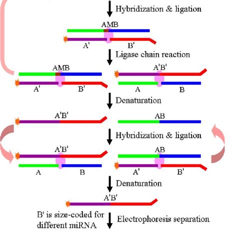 Pdf Highly Sensitive And Specific Multiplexed Microrna Quantification
