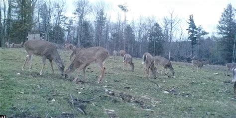 Whitetail Deer Food Plots And How To Prep Them