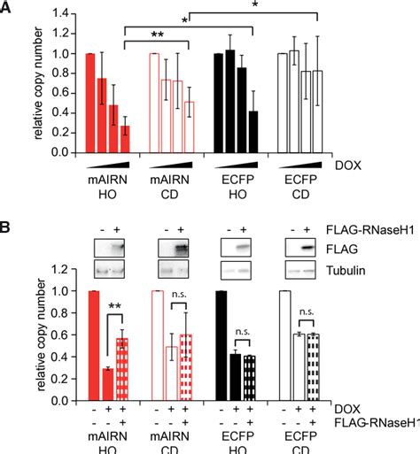 Figure 5 From Transcription Replication Conflict Orientation Modulates