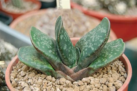 Fig 2 Gasteria Brachyphylla Tony Morris British Cactus And