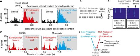 Contextual Modulation Of Auditory Responses In The Auditory Cortex Of Download Scientific