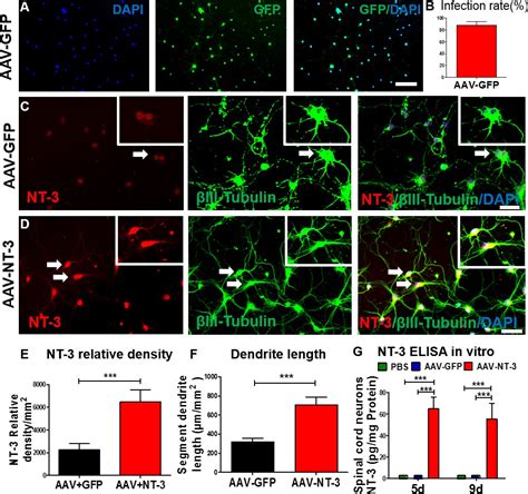 Figures And Data In Remodeling Of Lumbar Motor Circuitry Remote To A Thoracic Spinal Cord Injury