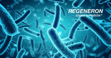 Regeneron Microbiology Randd Specialist Vacancy Apply Online