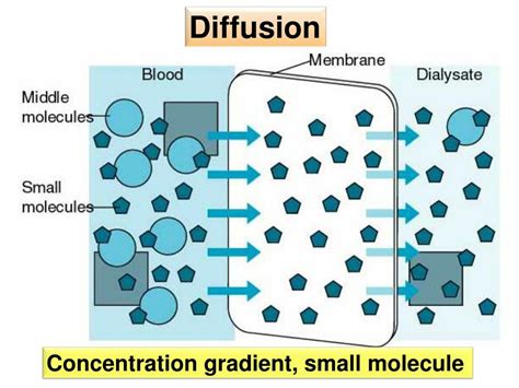 Ppt Dialyzer Selection Powerpoint Presentation Free Download Id