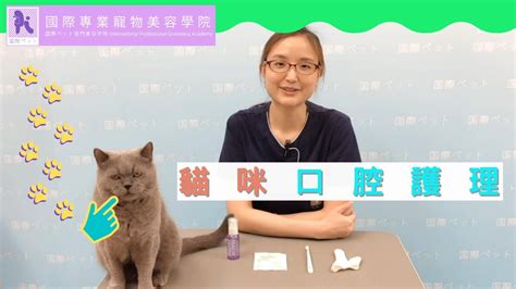 寵物美容小教室之【貓咪口腔護理】 根據統計，2歲以上的貓有70受牙周疾病困擾著，所以應要經常幫貓咪進行口腔護理 寵物美容 寵物美容課程